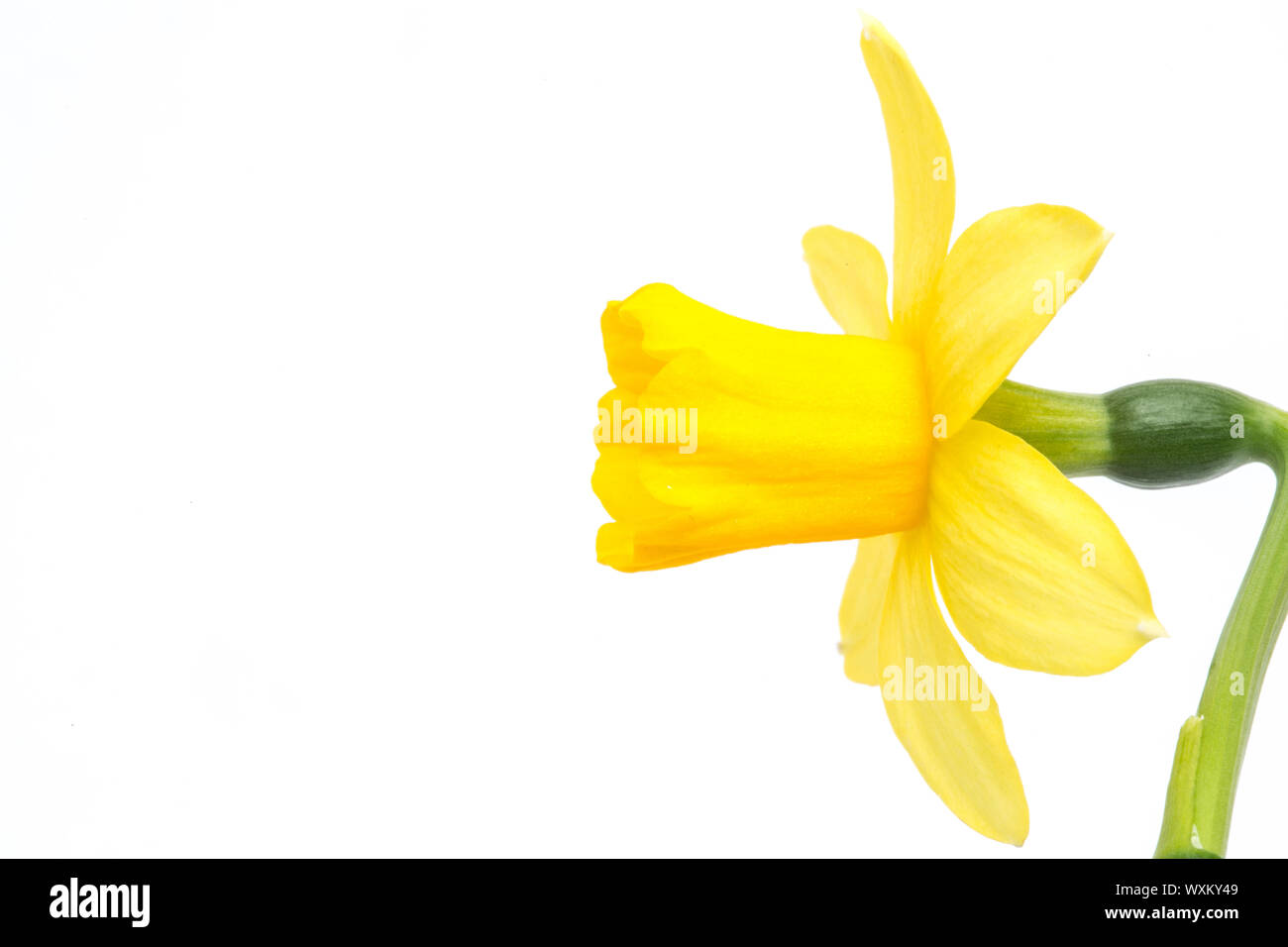 Side view of daffodil with copy space on white background Stock Photo ...