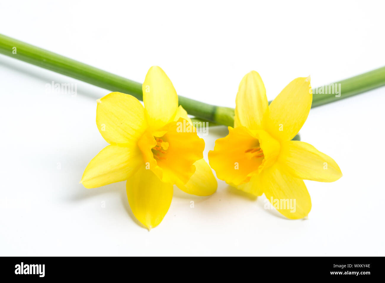 Two pretty yellow daffodils on white background Stock Photo - Alamy