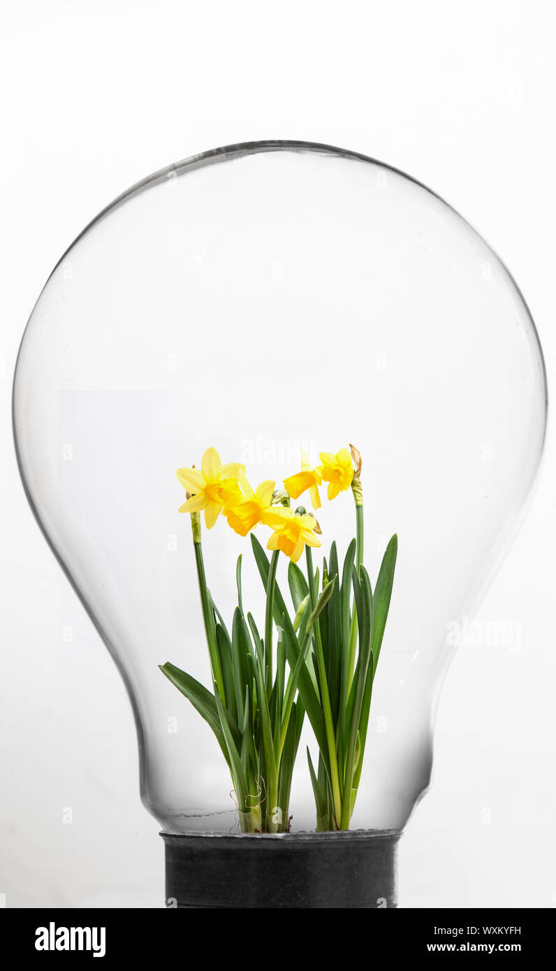 Daffodil inside light bulb against white background Stock Photo - Alamy