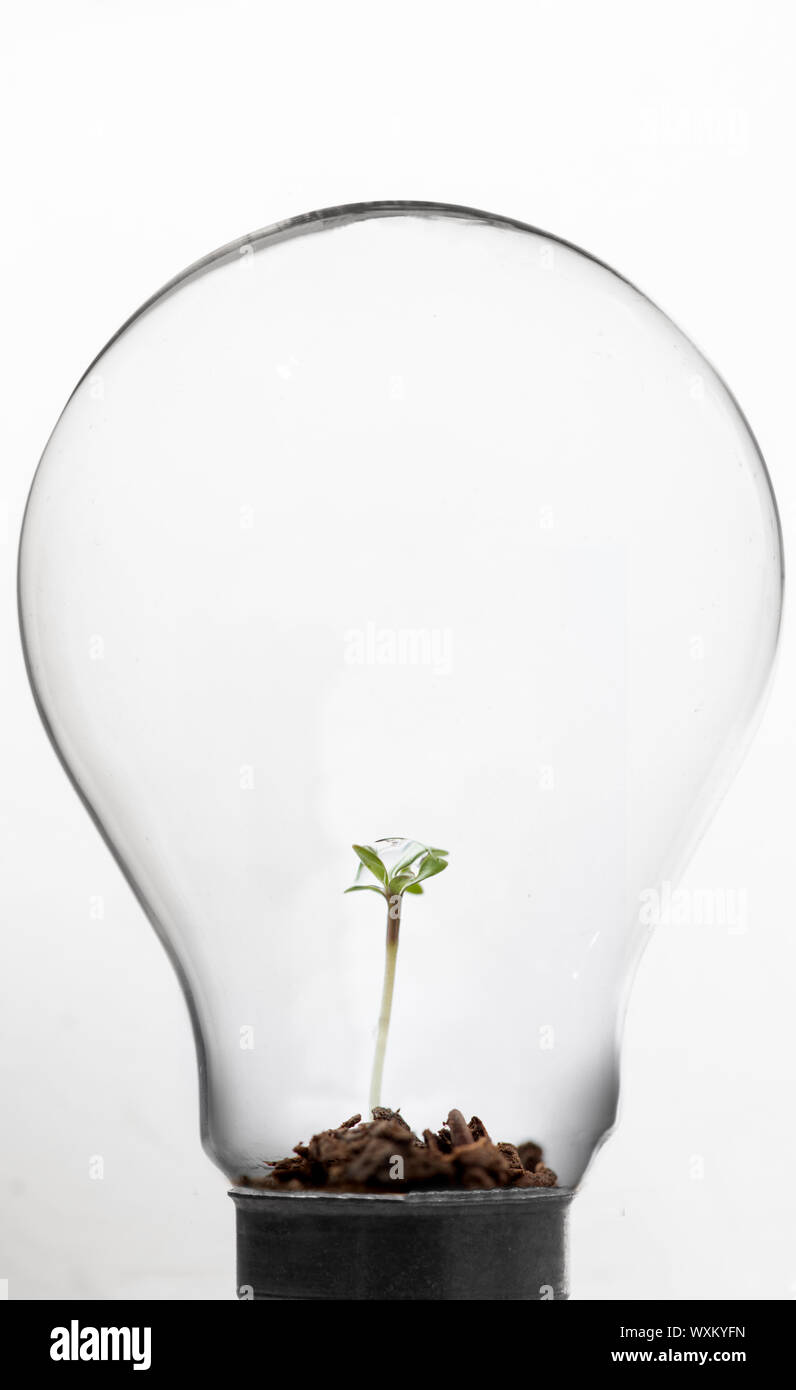 Plant inside light bulb against white background Stock Photo - Alamy