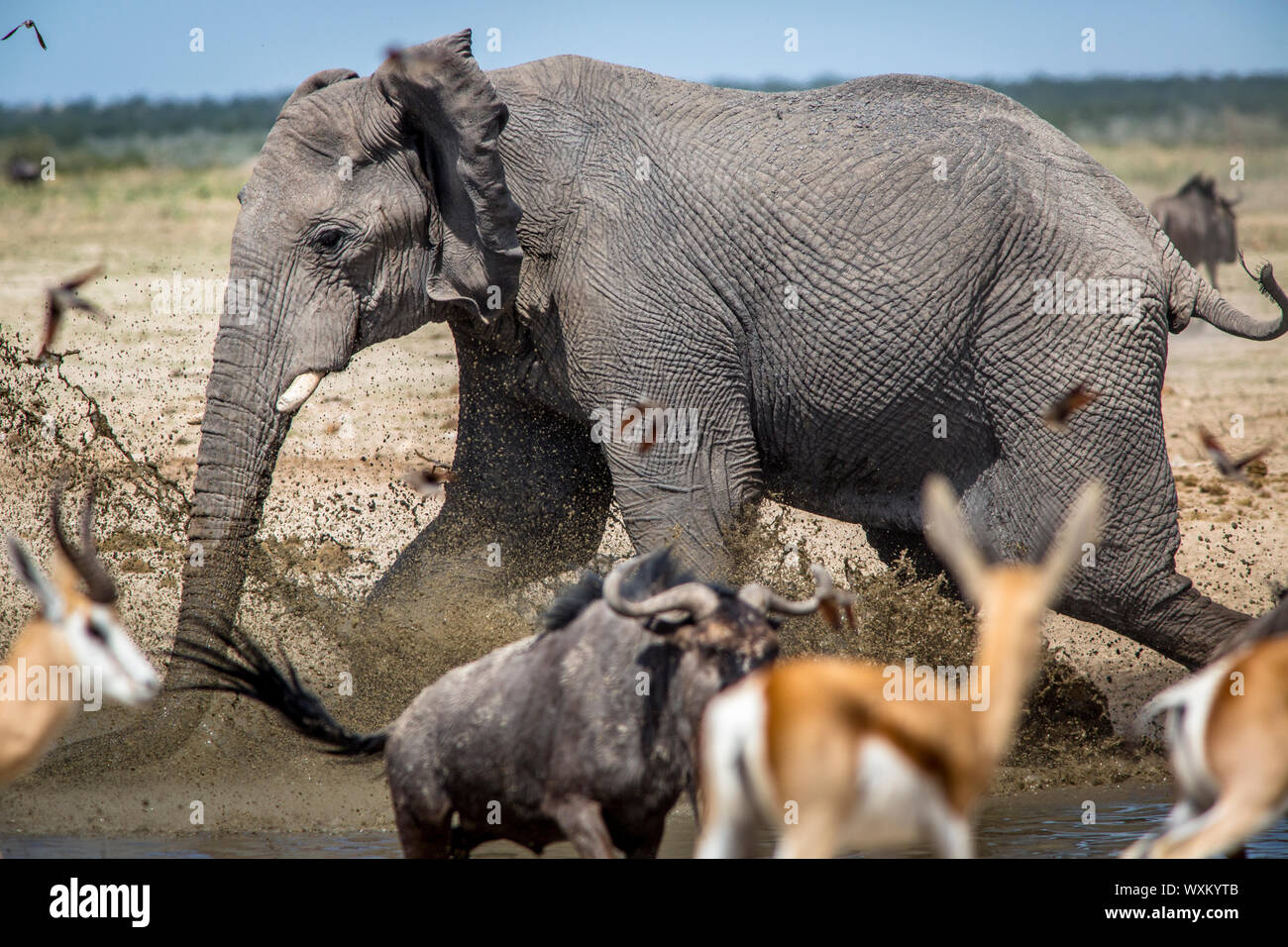 Angry wild elephant Stock Photo - Alamy