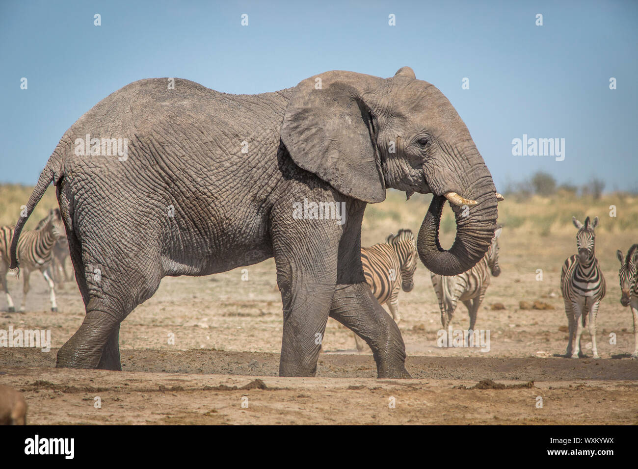 Angry wild elephant Stock Photo - Alamy