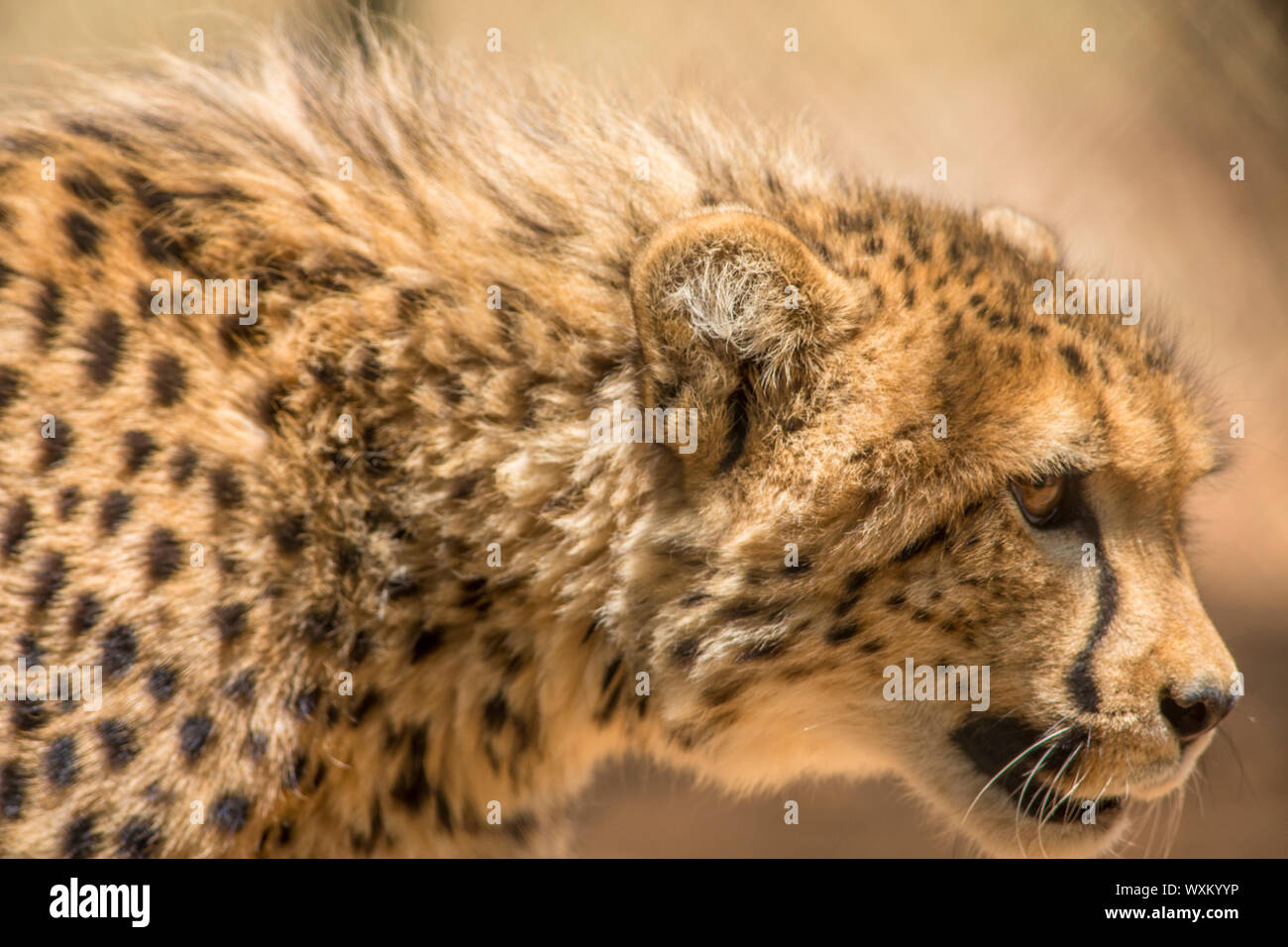 Cheeta chasing hi-res stock photography and images - Alamy