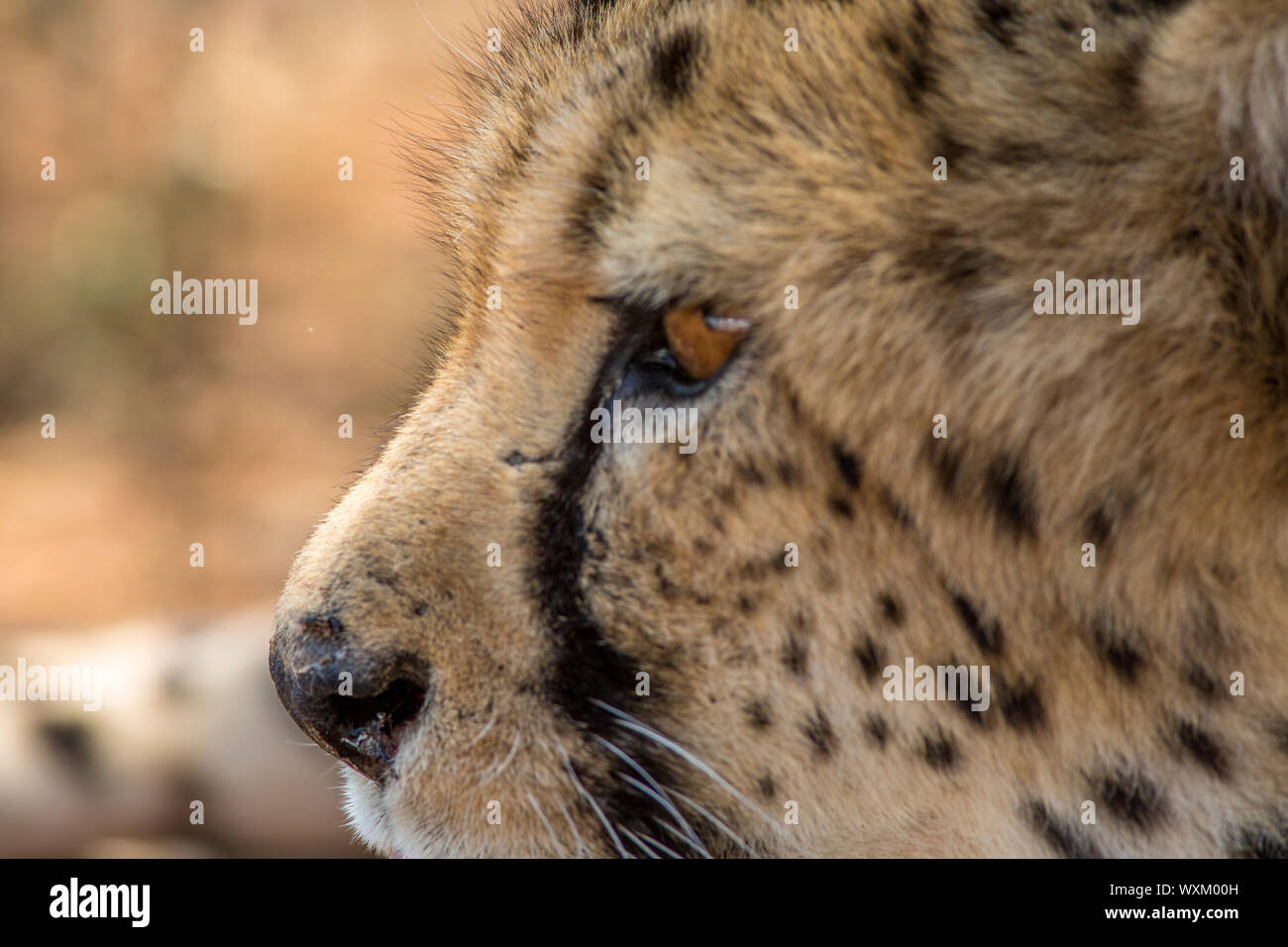Cheeta africa hi-res stock photography and images - Alamy
