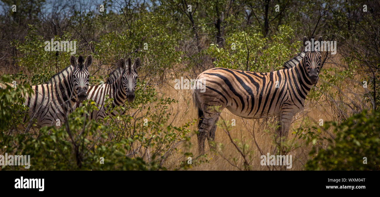 Camera to watch wildlife hi-res stock photography and images - Alamy