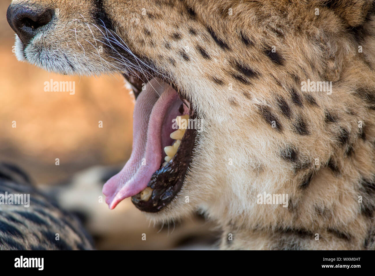 A wild cheeta in Namibia Stock Photo - Alamy