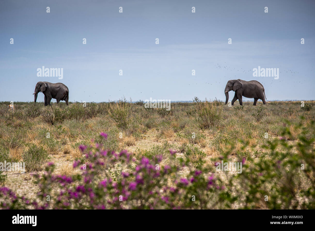 Two wild elephants Stock Photo - Alamy