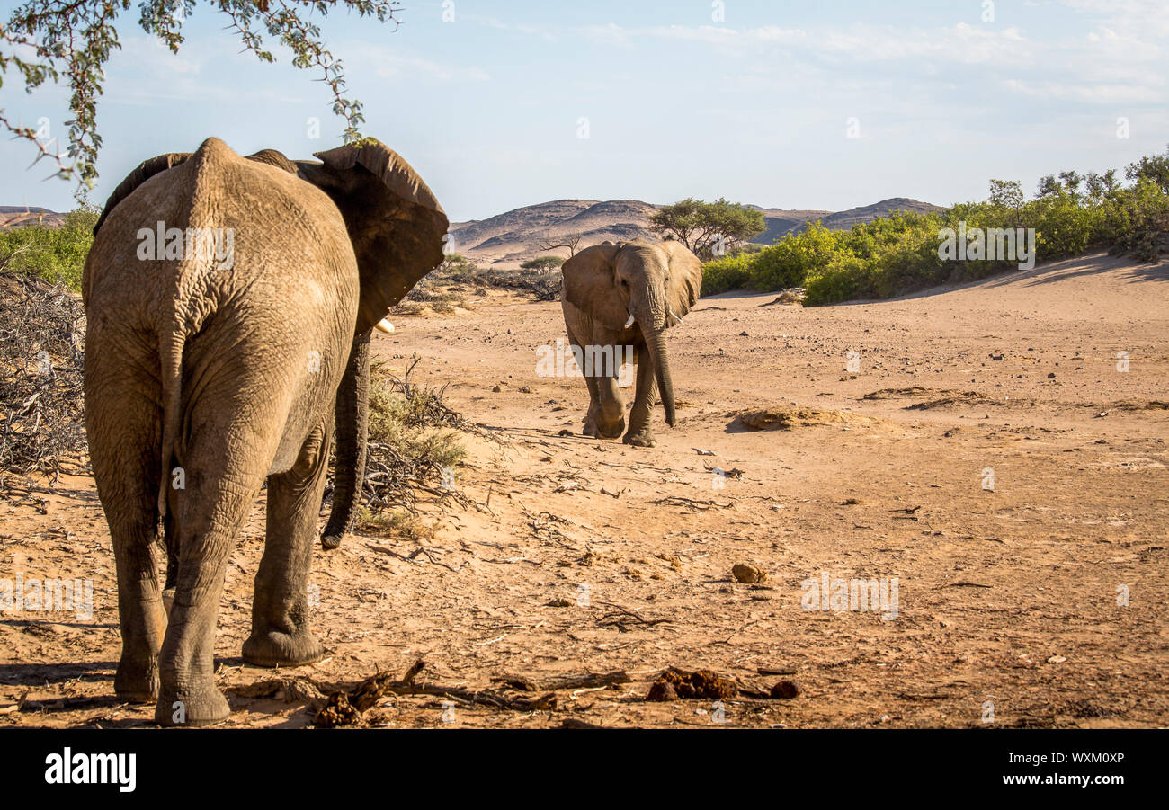 Elephants in namibia hi-res stock photography and images - Alamy
