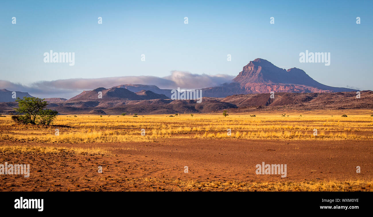 Namibia and desert lion and dunes hi-res stock photography and images ...