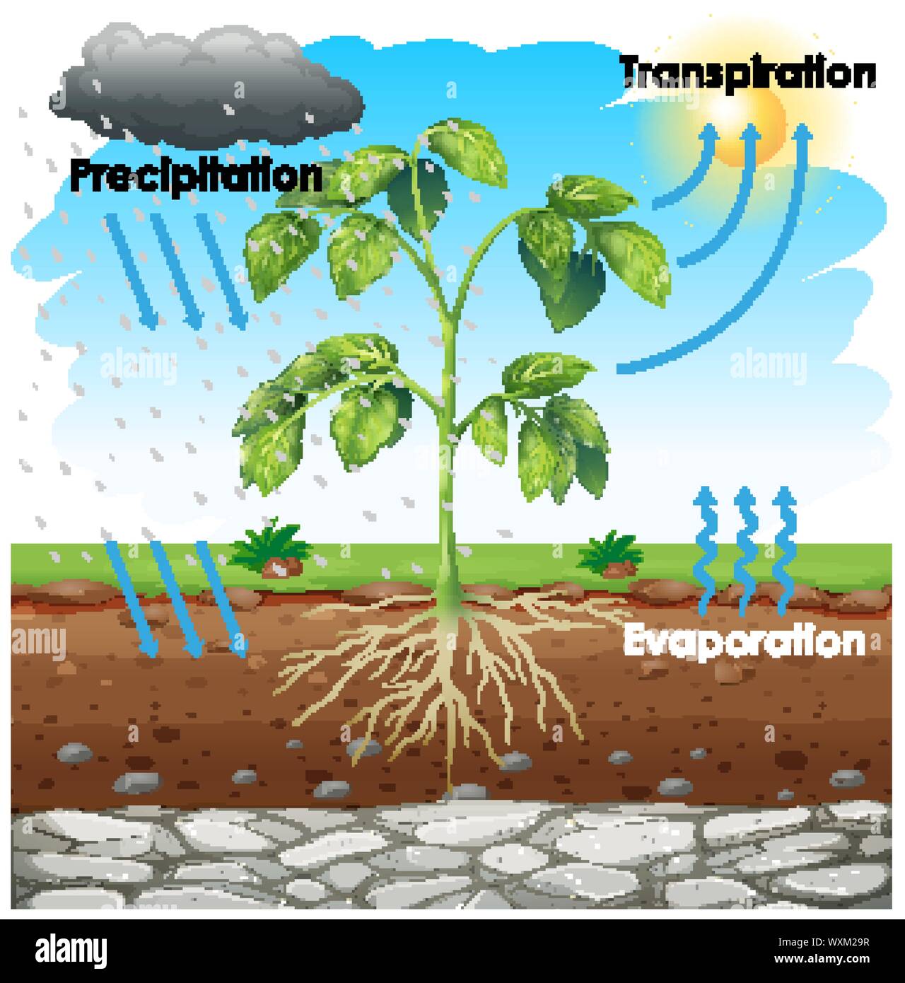Diagram showing transpiration with plant in garden illustration Stock ...