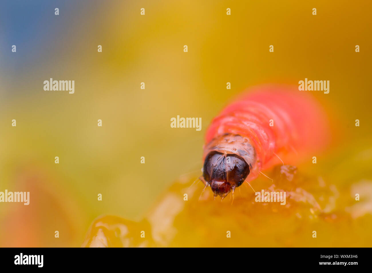 Plum worm hi-res stock photography and images - Alamy