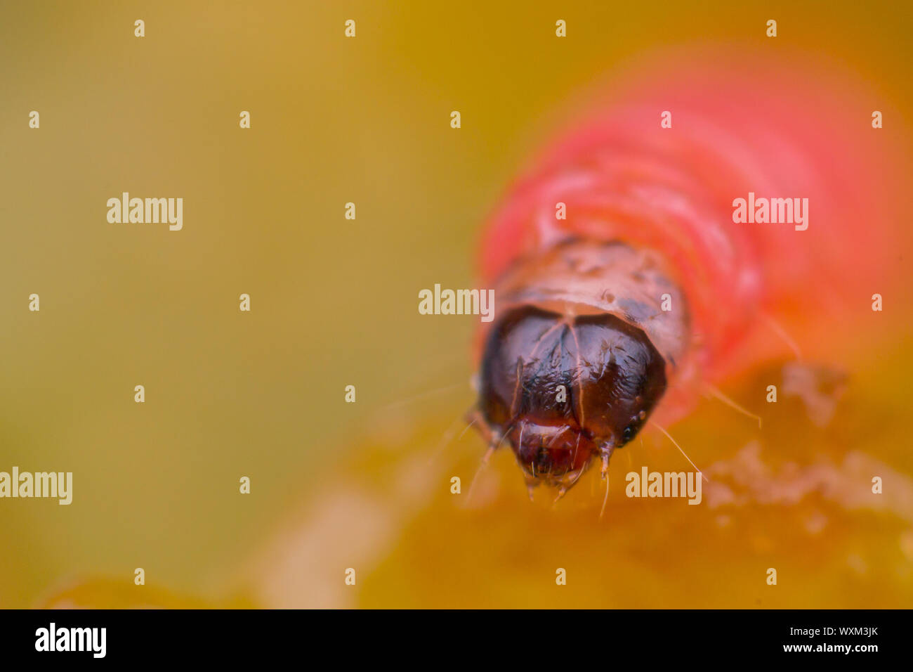 Plum worm hi-res stock photography and images - Alamy