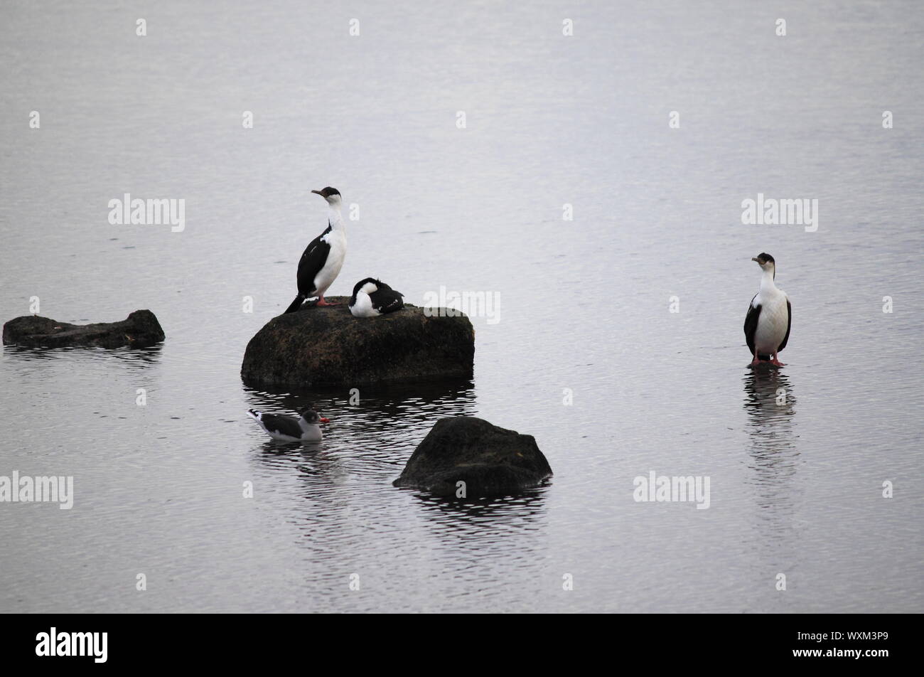 Imperial cormorants chile hi-res stock photography and images - Alamy