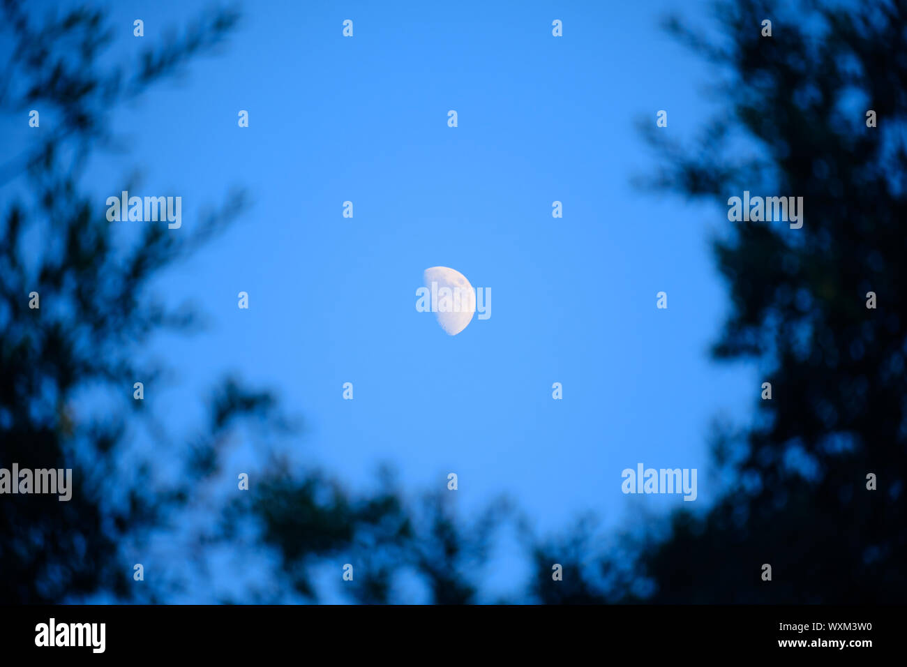 Moon Shining Through Trees High Resolution Stock Photography and Images ...