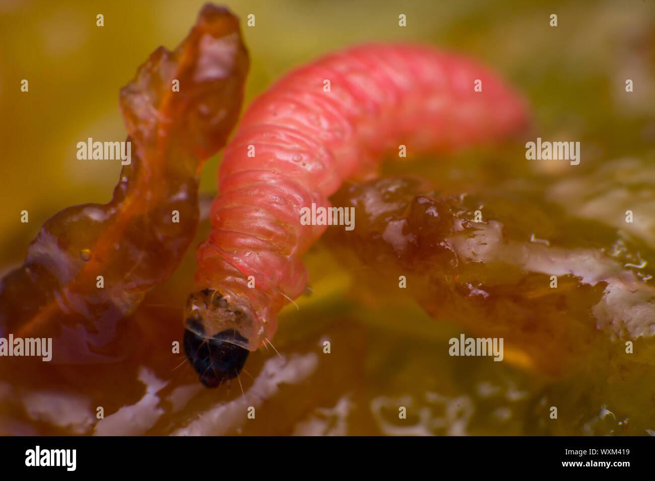 macro photo of a plum worm Stock Photo - Alamy