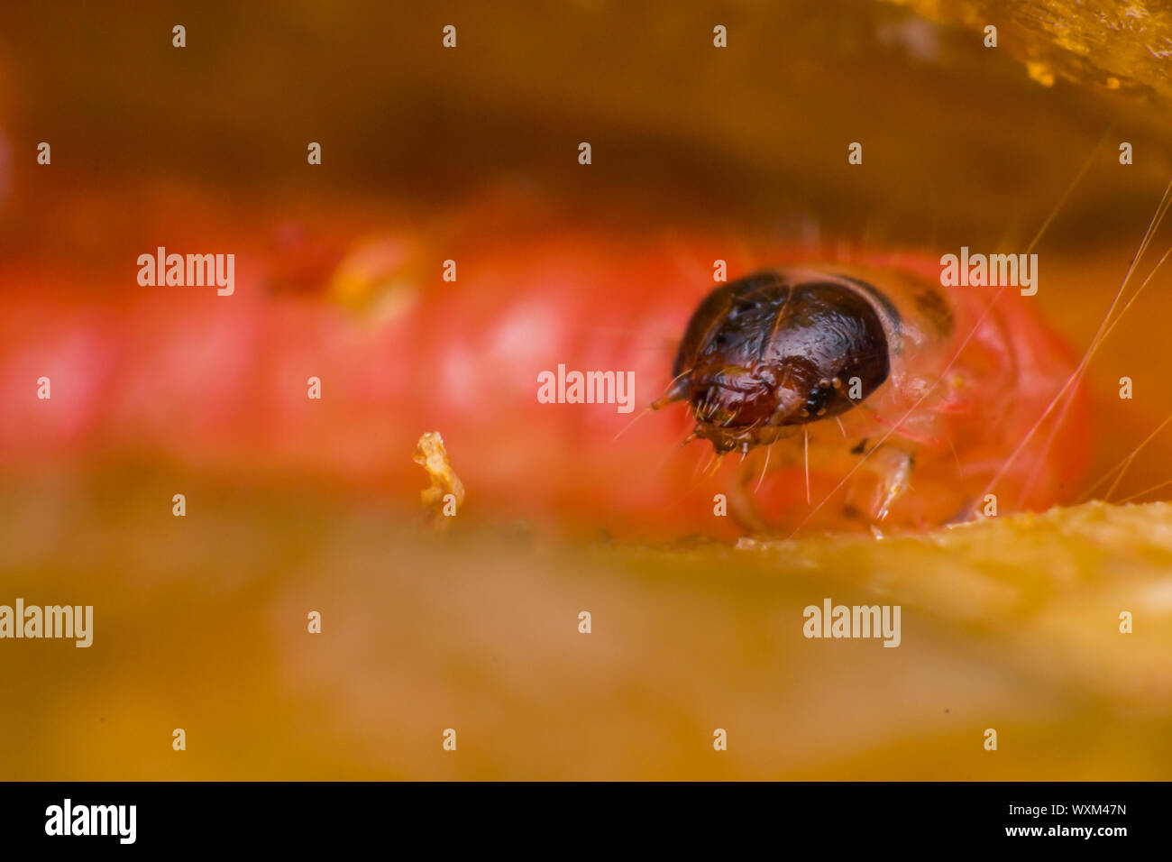 macro photo of a plum worm Stock Photo - Alamy