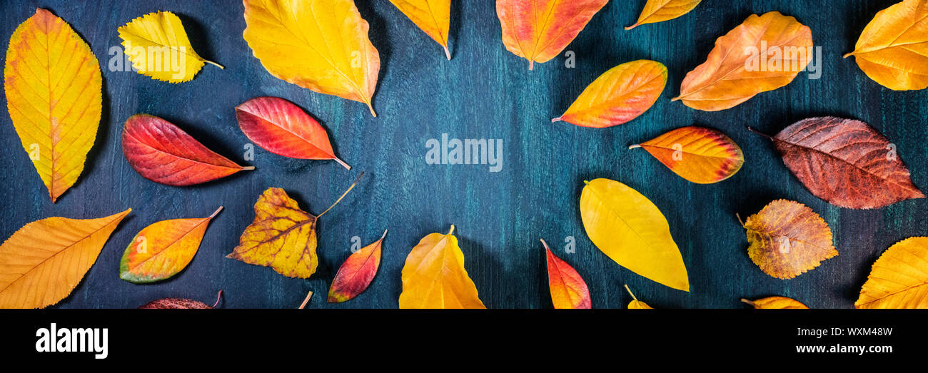 Panoramic autumn background with vibrant fall leaves, a design template ...