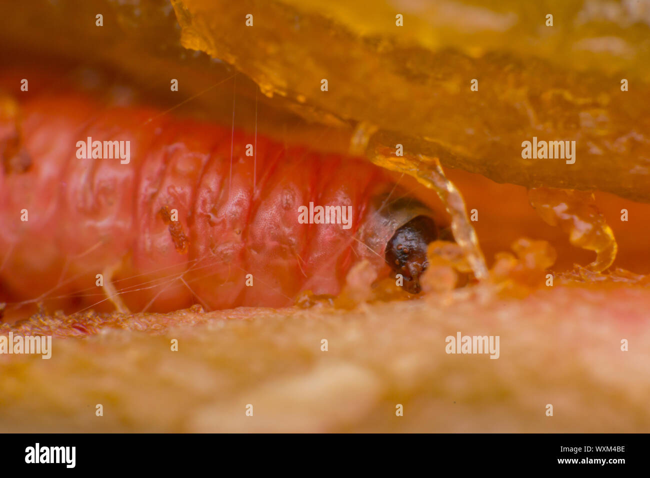 Plum worm hi-res stock photography and images - Alamy