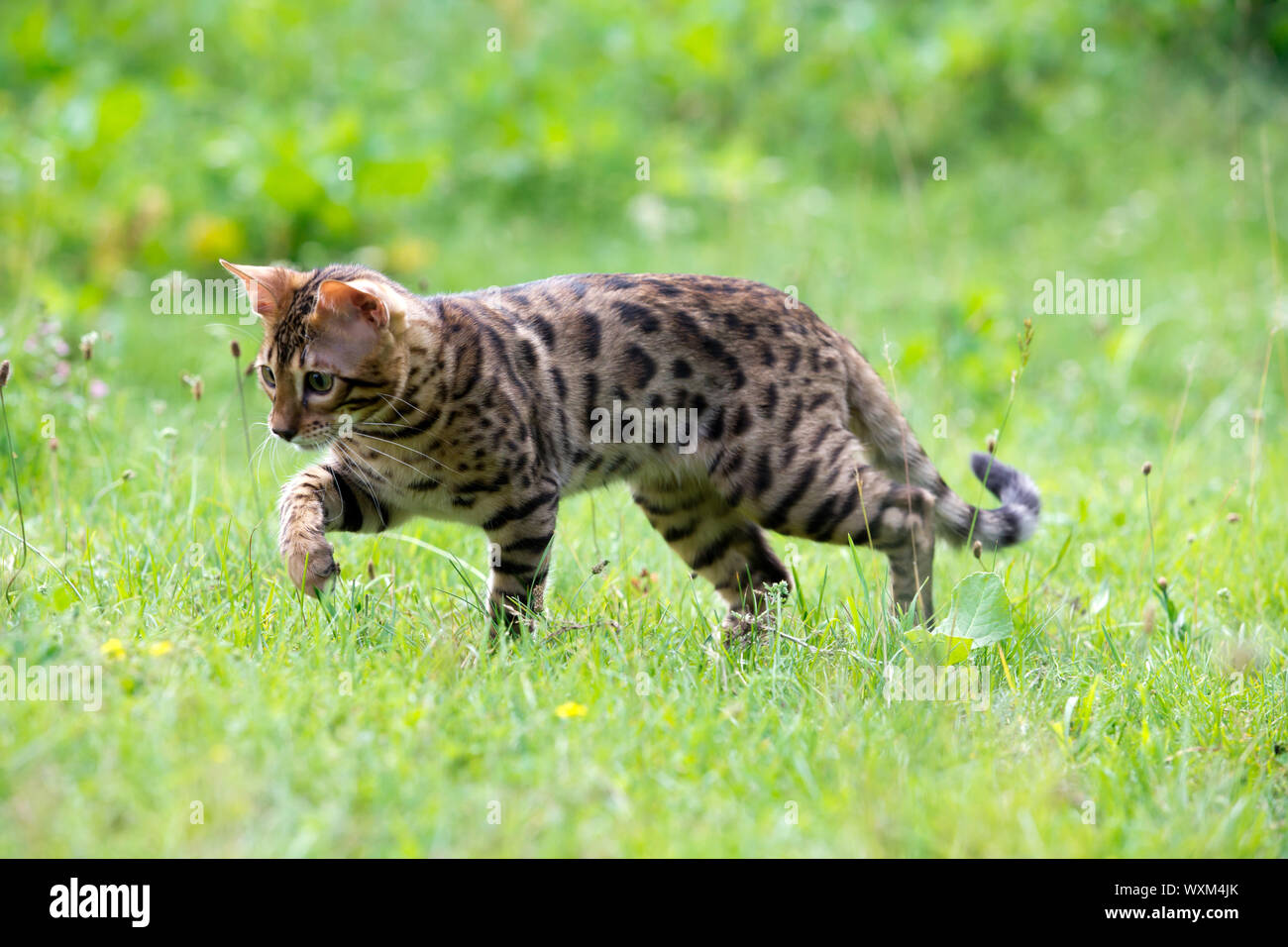 The cat runs on a lawn Stock Photo - Alamy