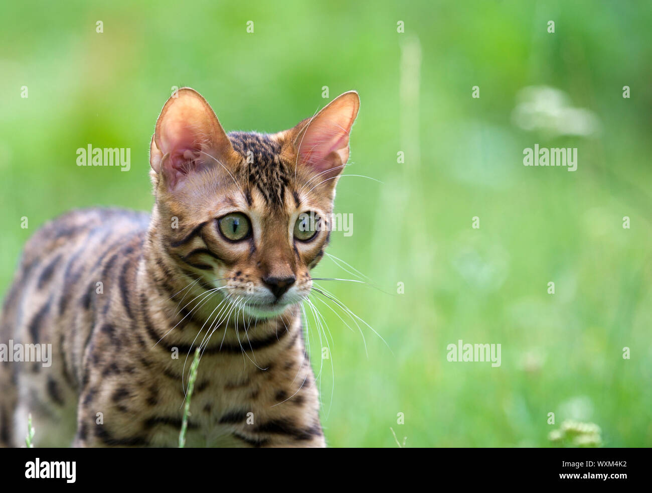 The cat runs on a lawn Stock Photo - Alamy