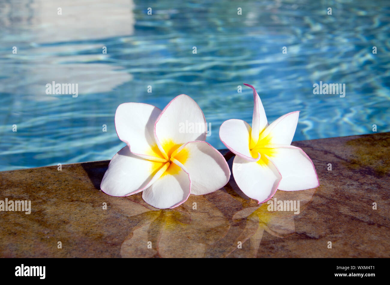 flower on swimming pool Stock Photo - Alamy