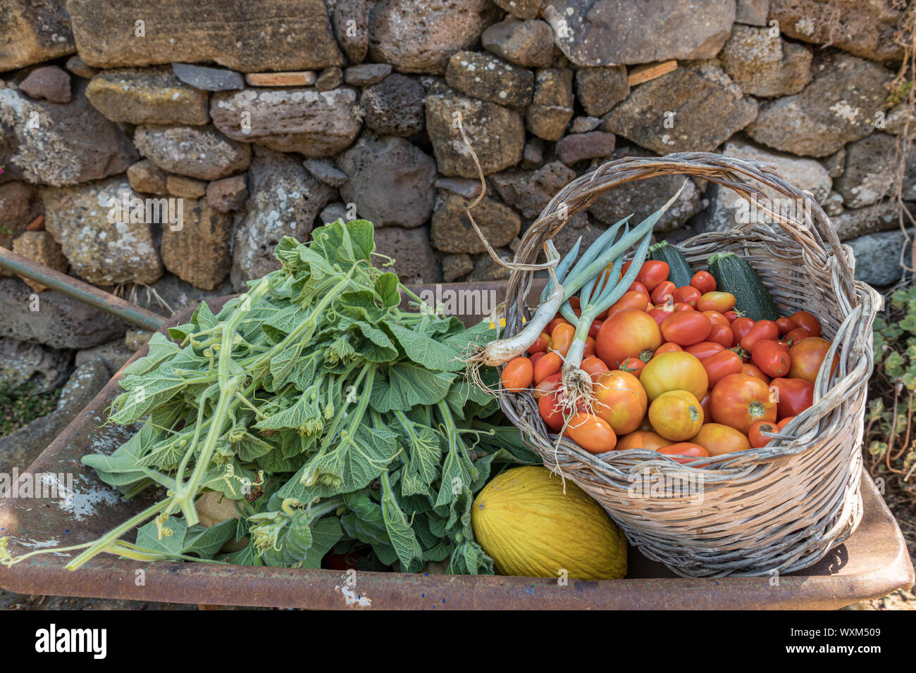Fresh vegetables and fruit in a wheelbarrow. Long squash leaves, melons ...