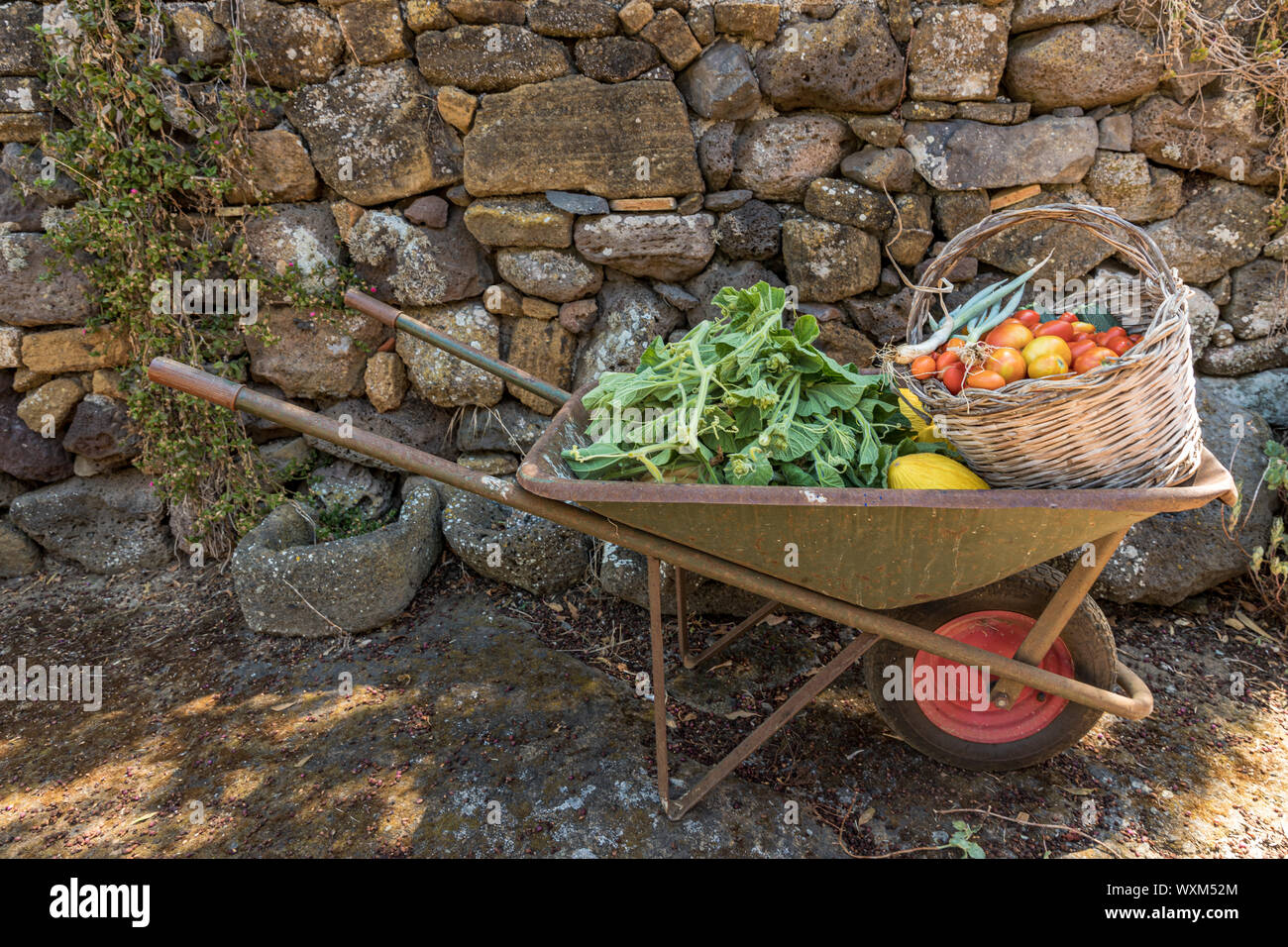Fresh vegetables and fruit in a wheelbarrow. Long squash leaves, melons ...