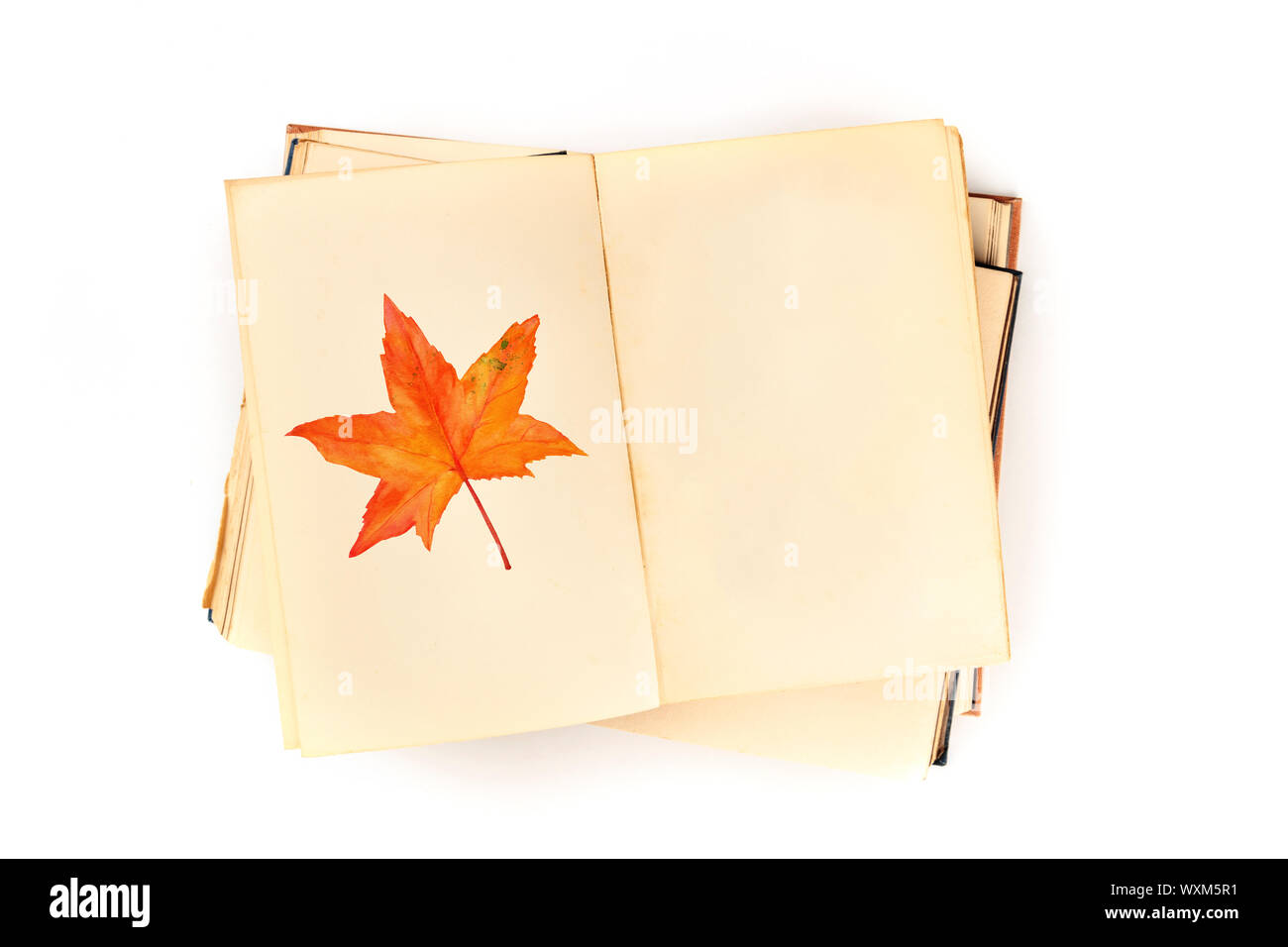 Autumn design template. An open botanical journal with a watercolour ...
