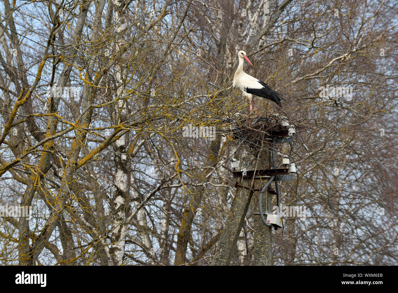 Stork in nest lithuania hi-res stock photography and images - Alamy