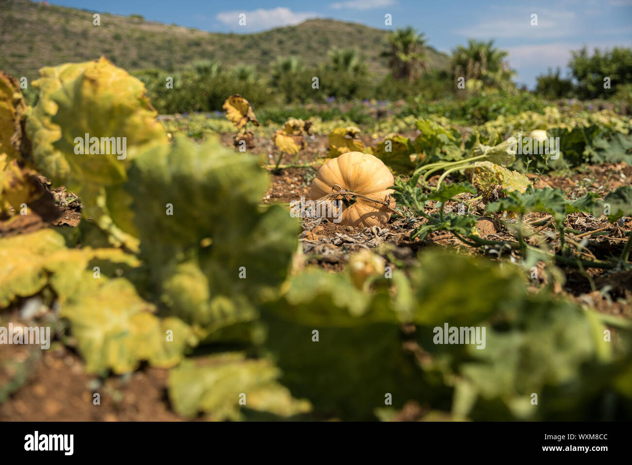 (field) (pumpkin) (plant) (summer) hi-res stock photography and images ...