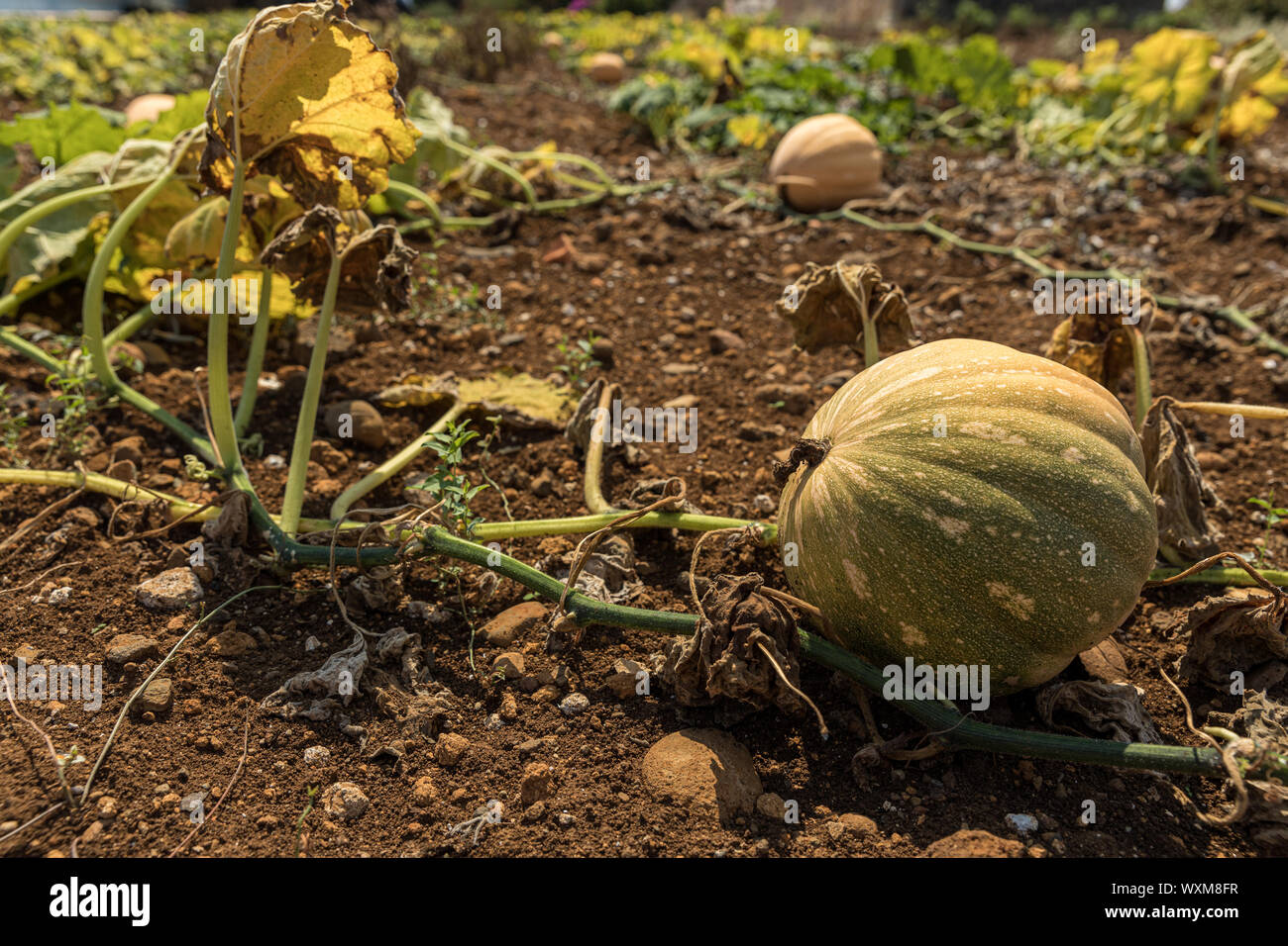 Pumpkin cultivation hi-res stock photography and images - Alamy