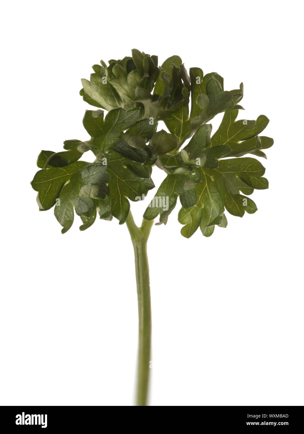 close up of english parsley leaves isolated Stock Photo - Alamy