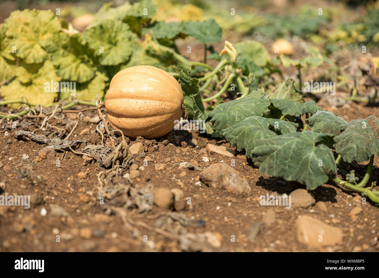 Vegetable terrain hi-res stock photography and images - Alamy