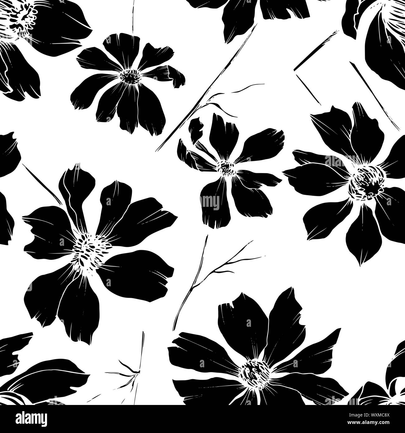 Cosmos cosmea Black and White Stock Photos & Images - Alamy