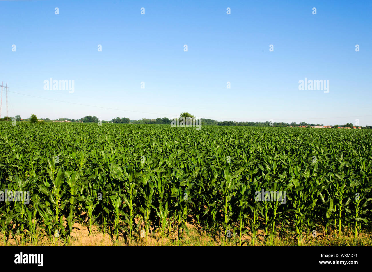 Macva hi-res stock photography and images - Alamy