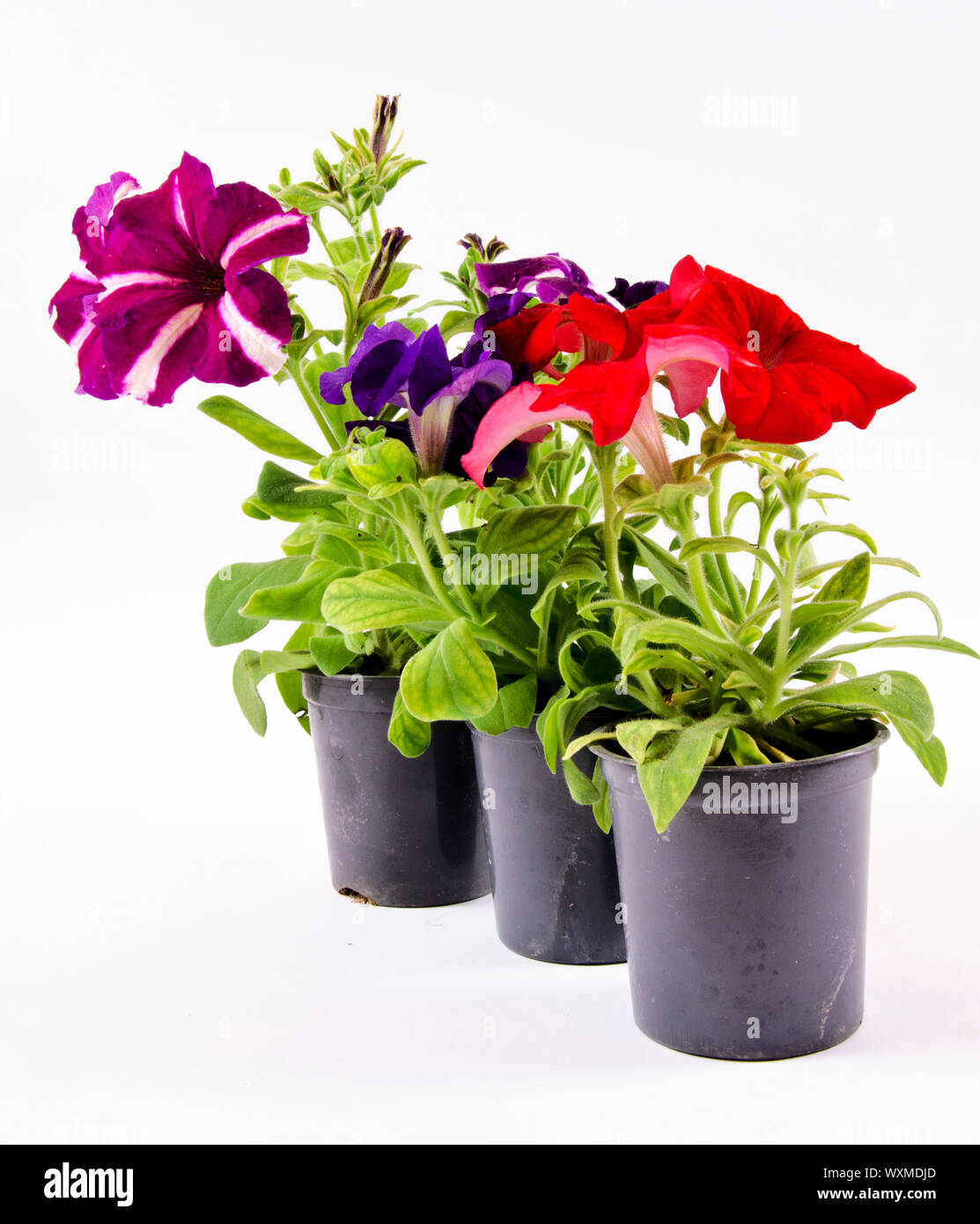 Poppy flower clipart hi-res stock photography and images - Alamy