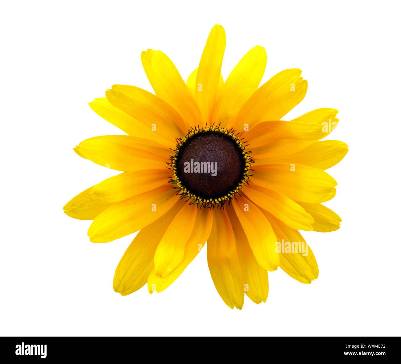 Brown eyed susan Cut Out Stock Images & Pictures - Alamy