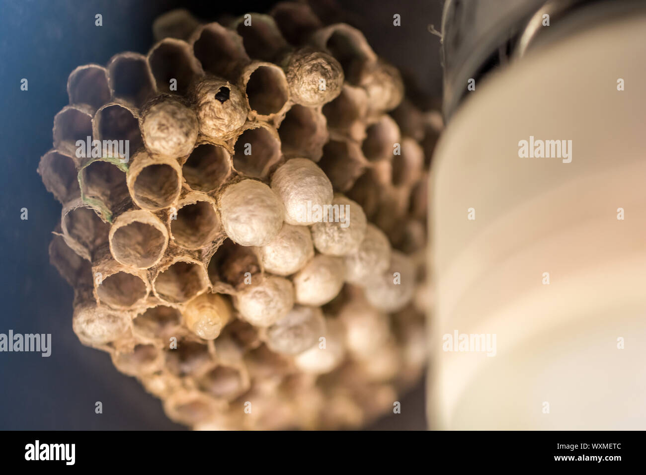 Wasp nest with larvae and honeycomb with silk cap Stock Photo - Alamy