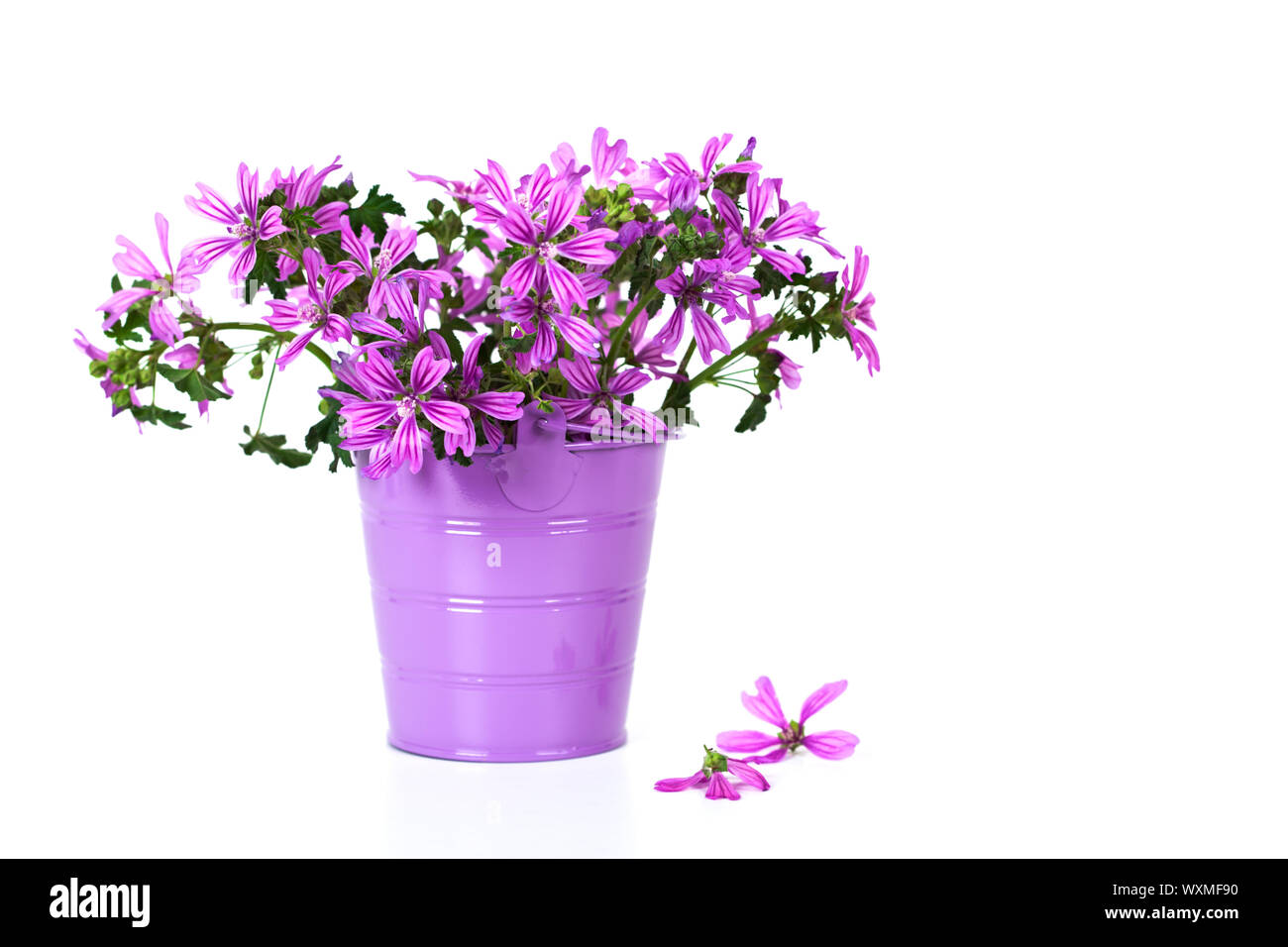 wild violet flowers in bucket isolated on white background Stock Photo ...