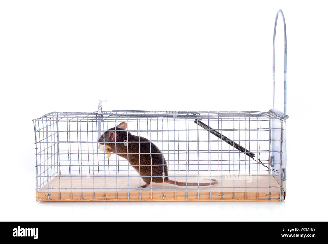 mouse trap in front of white background Stock Photo - Alamy