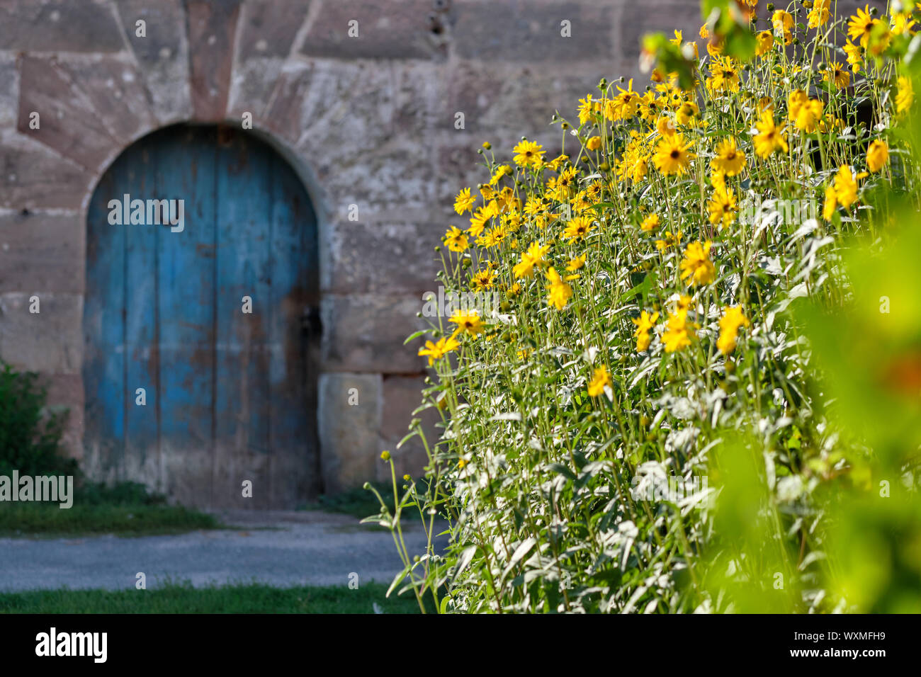 Beautiful garden scenery with yellow Lemon Queen flowers in the ...