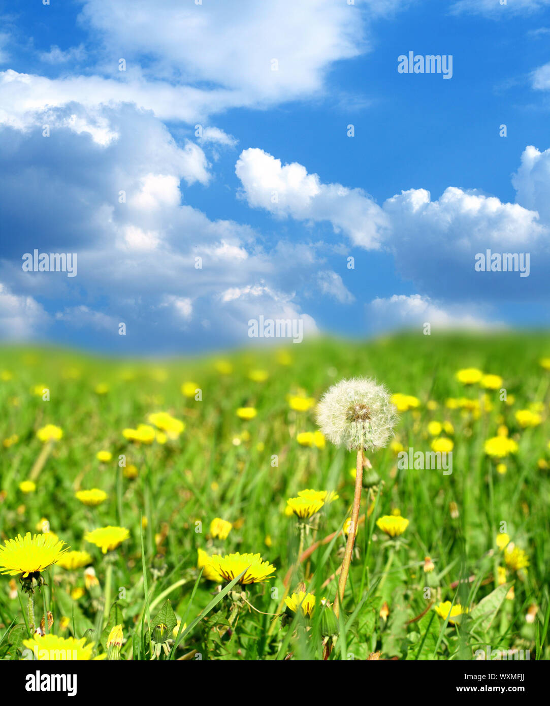 dandelion green field country landscape Stock Photo - Alamy