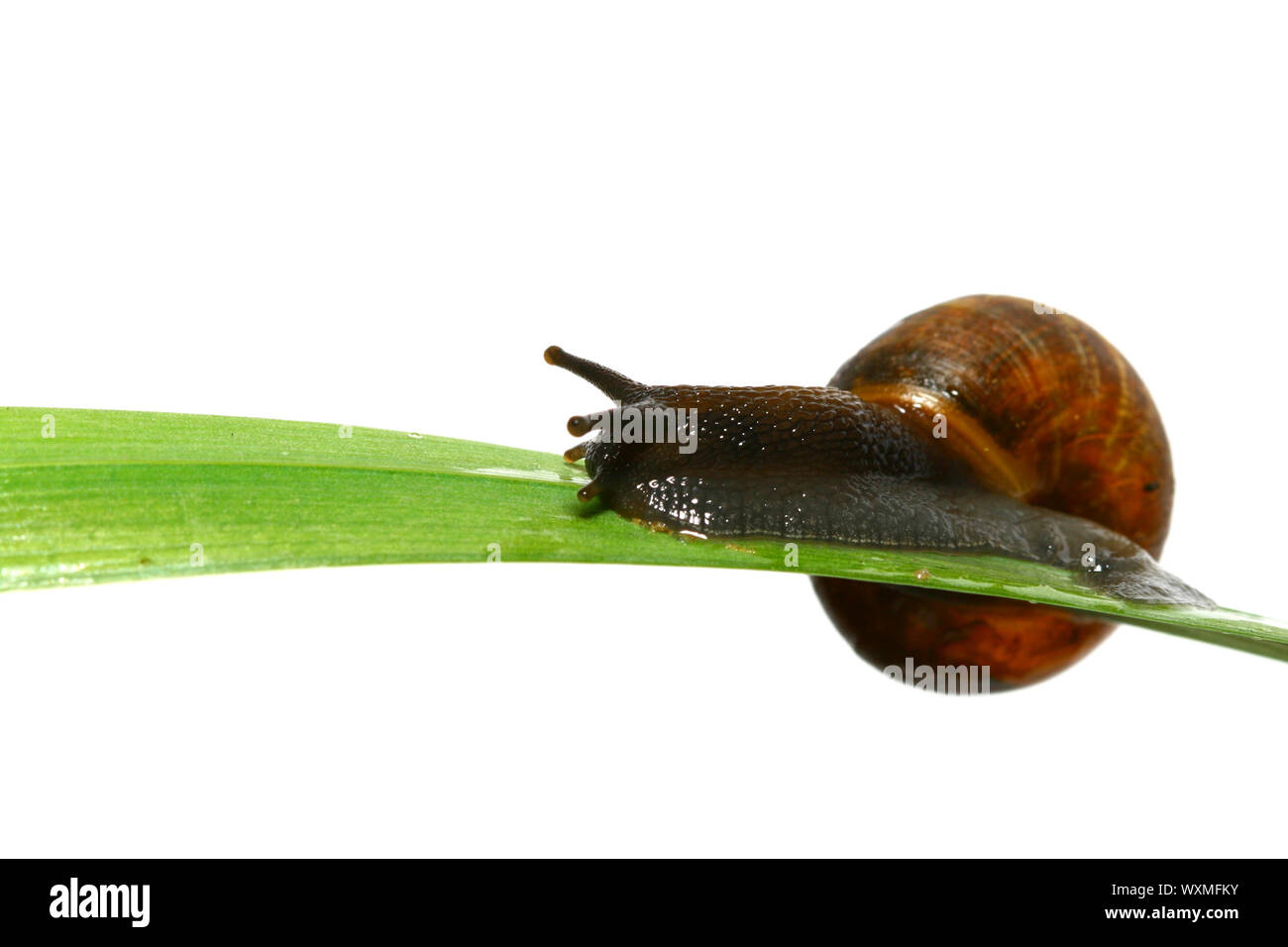 little shell macro close up isolated on white Stock Photo - Alamy