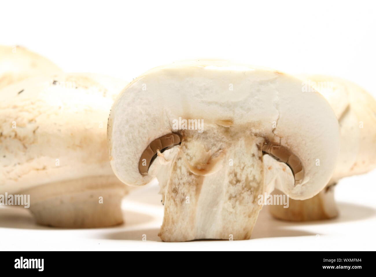 champignon close up food bacground Stock Photo - Alamy