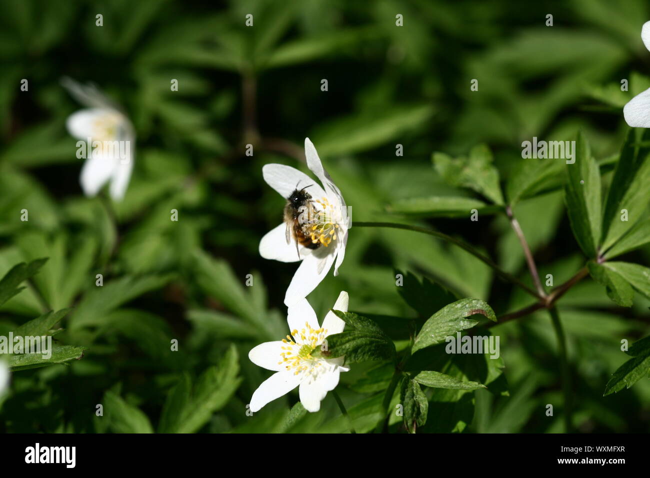 spring windflower beautiful nature background Stock Photo - Alamy