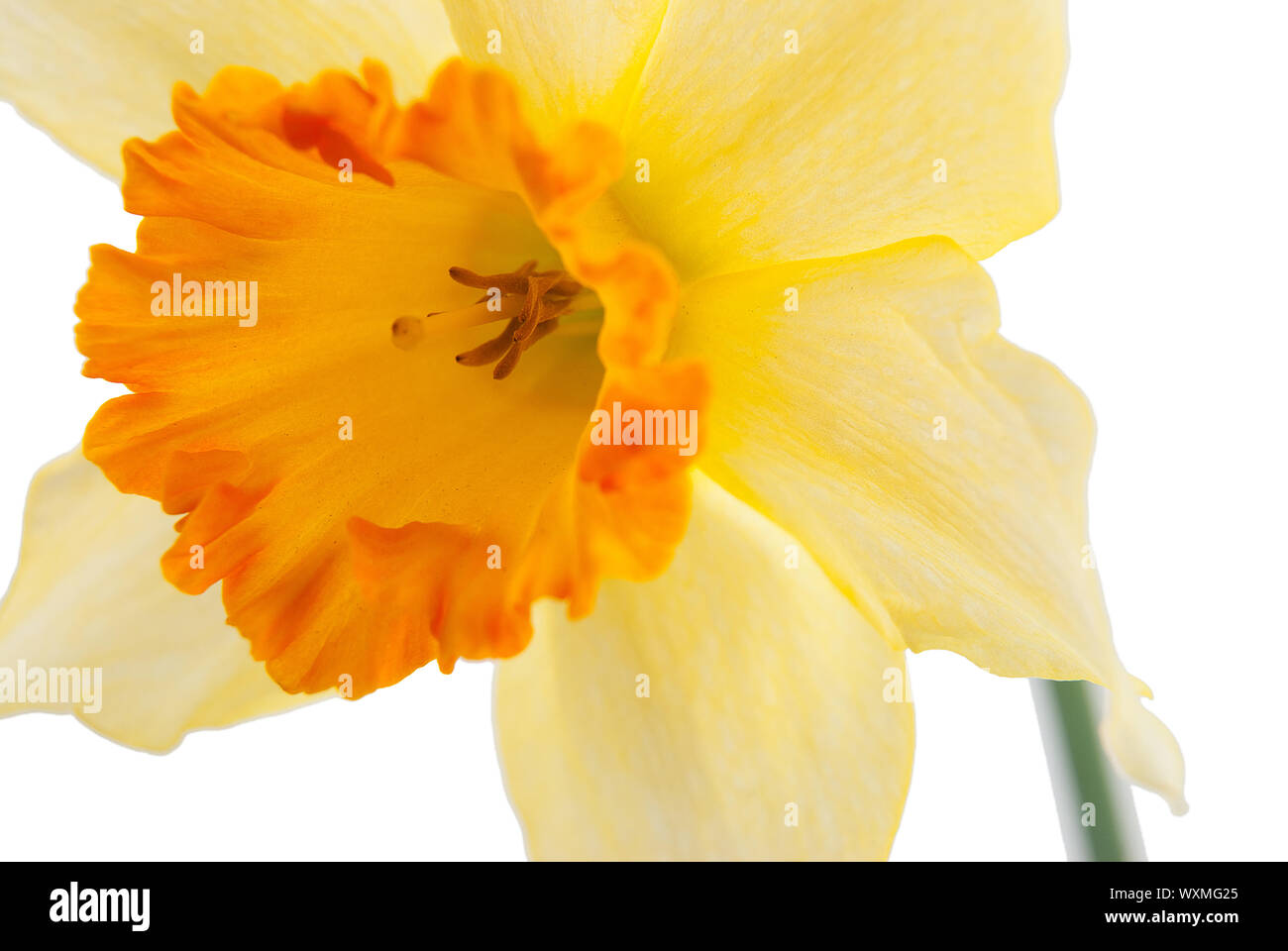 Yellow jonquil flower isolated on white background Stock Photo - Alamy