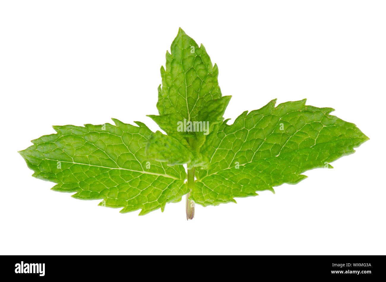 Fresh mint leaves isolated on white background Stock Photo - Alamy