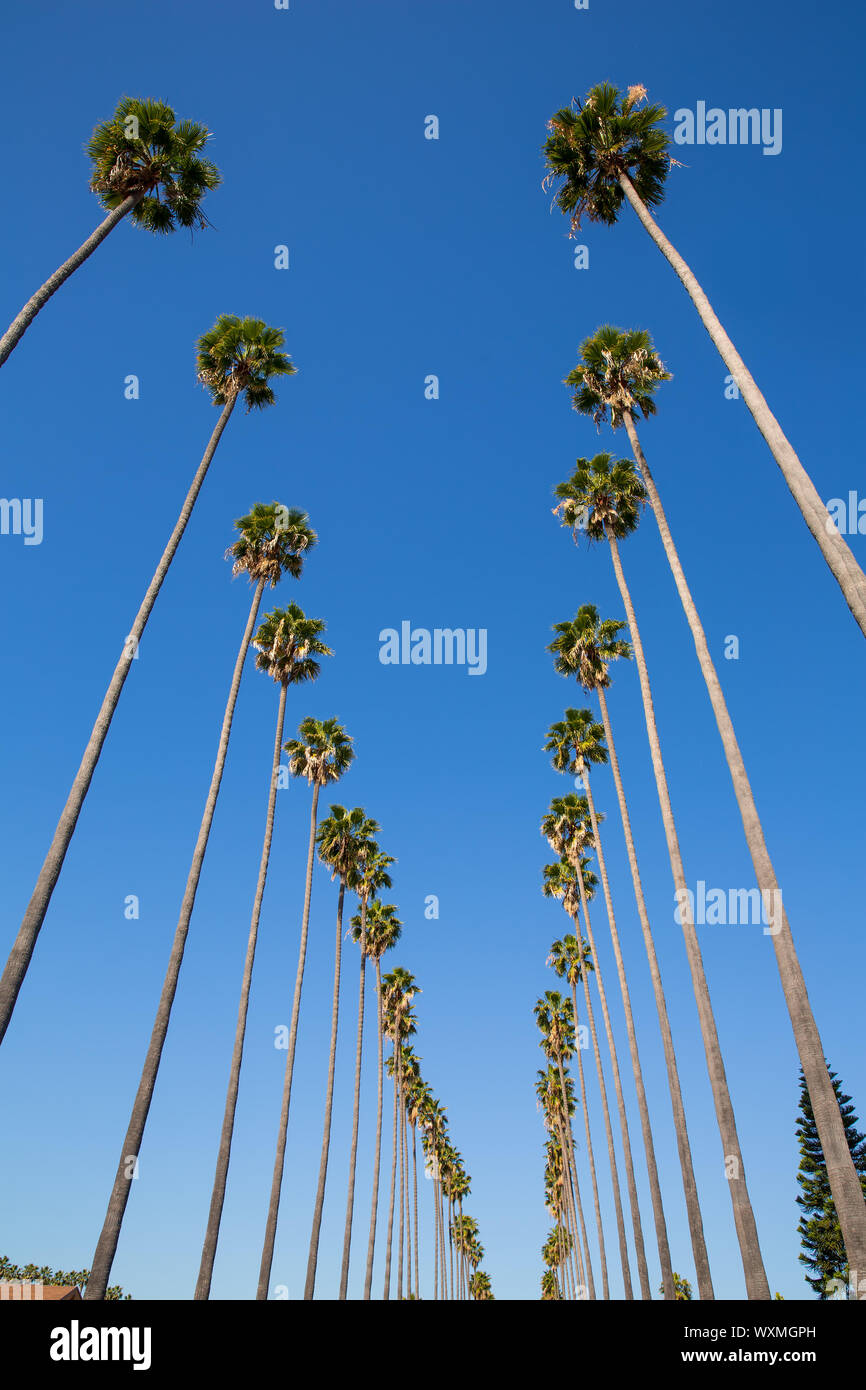 LA Los Angeles palm trees in a row typical California Washingtonia ...