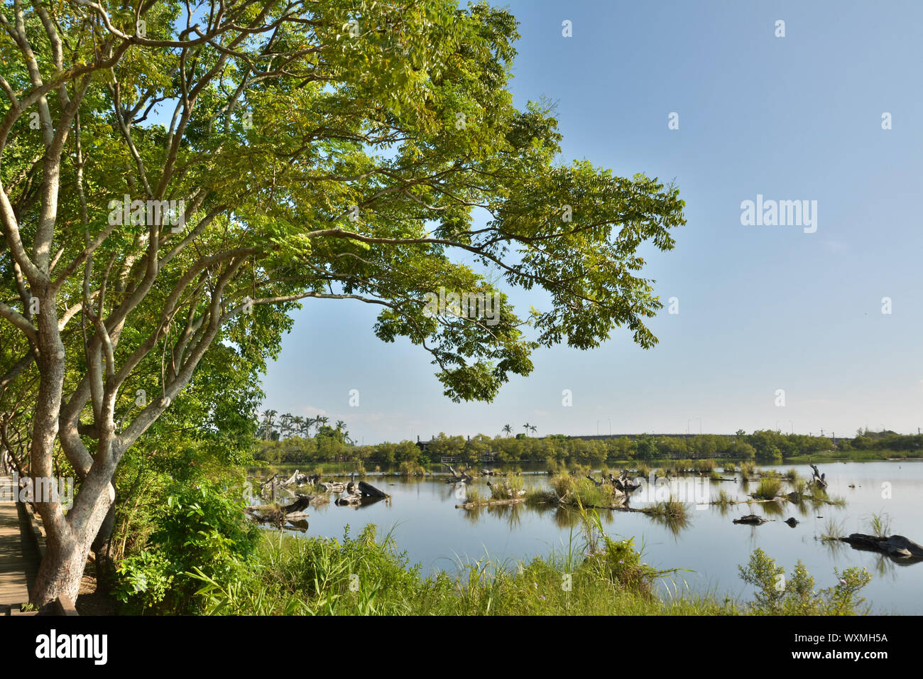 Landscape of old log pond, shot at Luodong Forestry Culture Garden ...