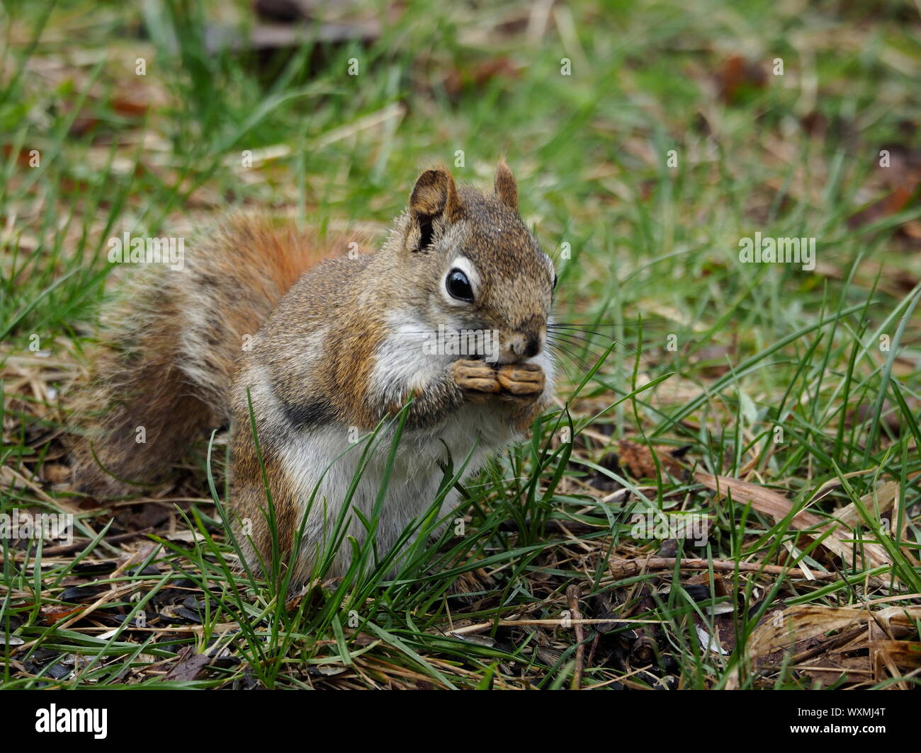 Red squirrel canada not eastern hi-res stock photography and images - Alamy